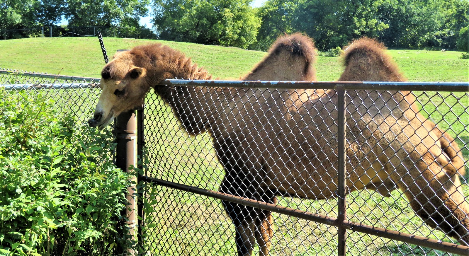 Todd Swank: Kangaroo Crossing at the Minnesota Zoo