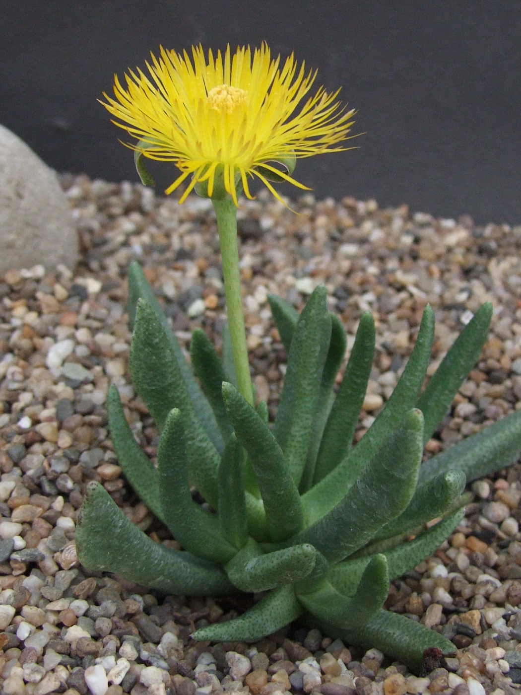 TIERRA SECA -CACTUS : Hereroa