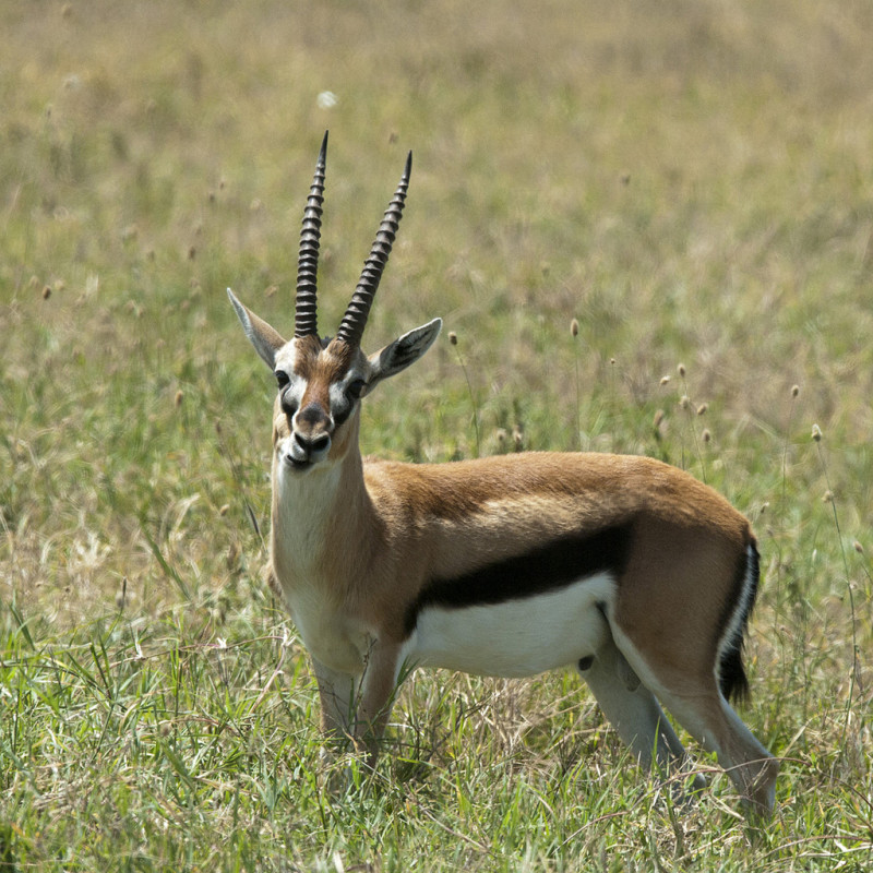 10 HEWAN TERCEPAT LARI DI DUNIA