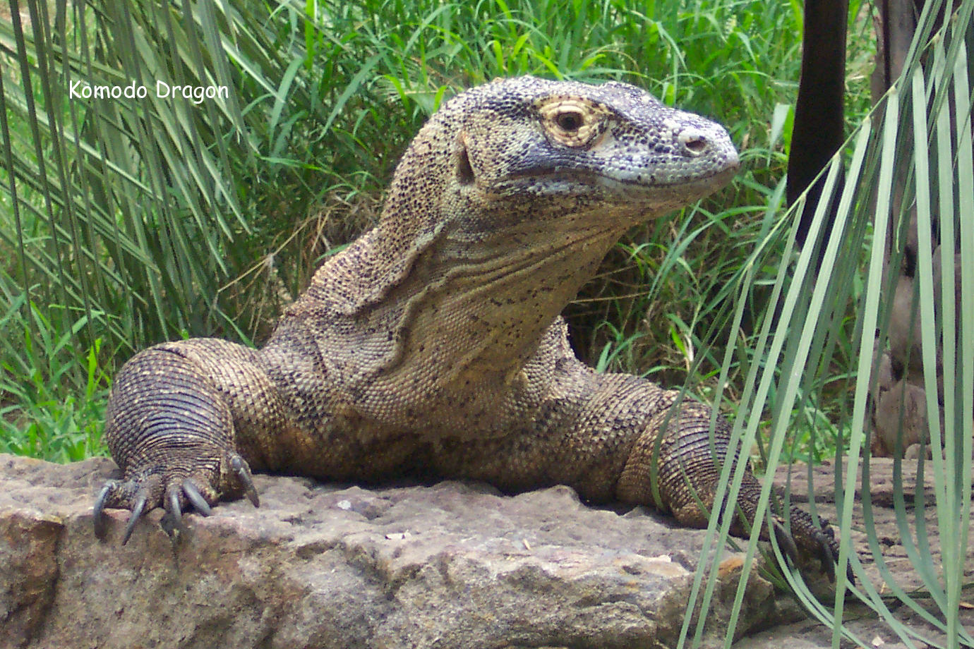 O Livro da Natureza: Dragão de Komodo