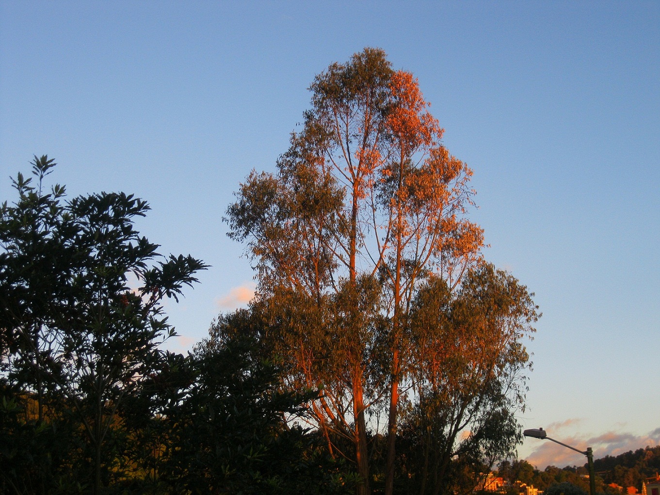 PALABRAS ESENCIALES: POEMAS DE LUIS MARÍA LETTIERI