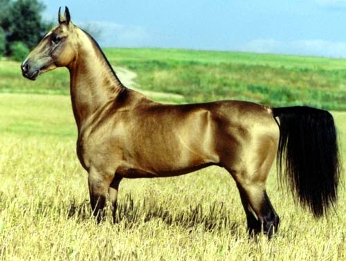 Adrienne's Corner: Akhal-Teke: The Golden Horses of Turkmenistan...
