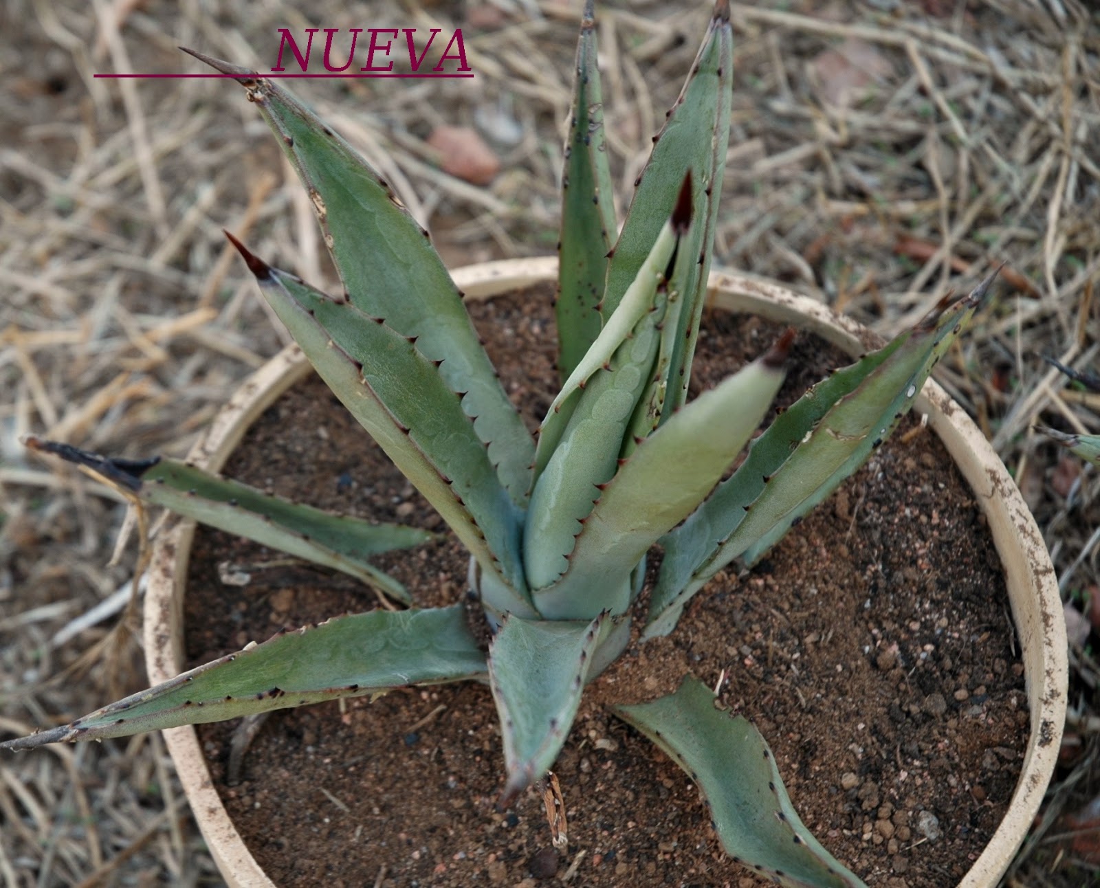 TIERRA SECA .Tienda online. : ÁGAVE MACRACANTHA.Ref.795 AGA