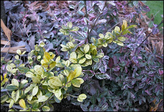 Euonymus Fortunei Colorata