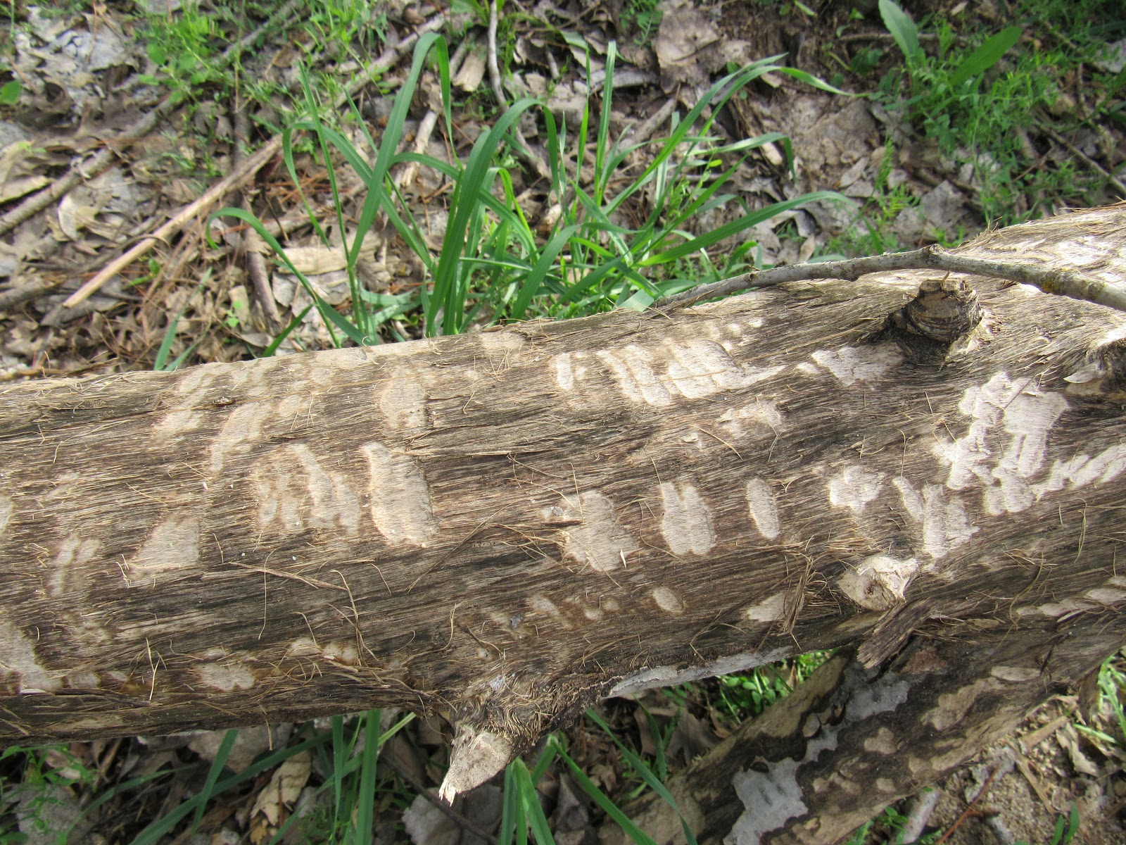 The Sign of the Beaver in the Great Central Valley