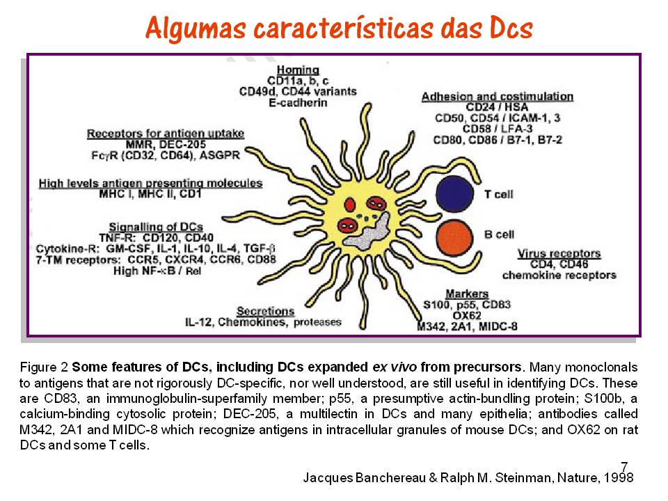 Bio prof. Viviane: Aula Células Dendríticas