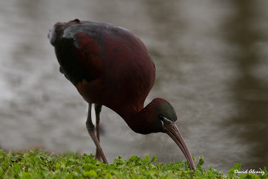 Naturaleza Cantábrica: Un morito confiado