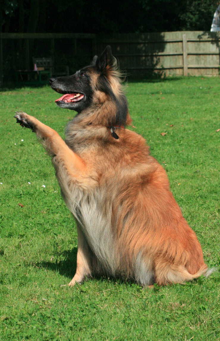 Dog Obedience Training The Key to Raising a Well Behaved Dog