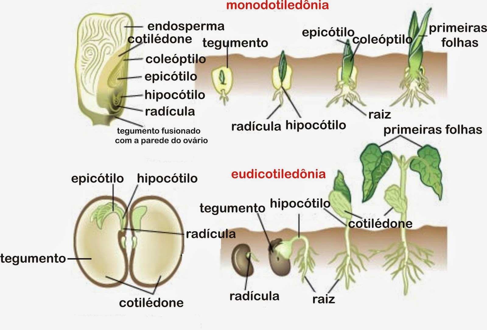 Diário de uma Sementeira: Tudo o que você precisa saber a cerca de sementes