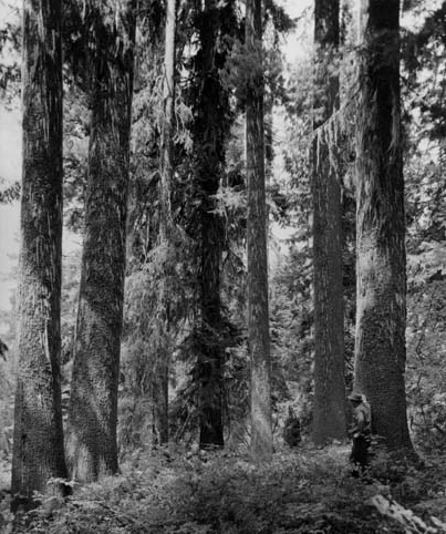 Wit's End: Where Have All the Forests Gone? Long Time Passing...Where ...