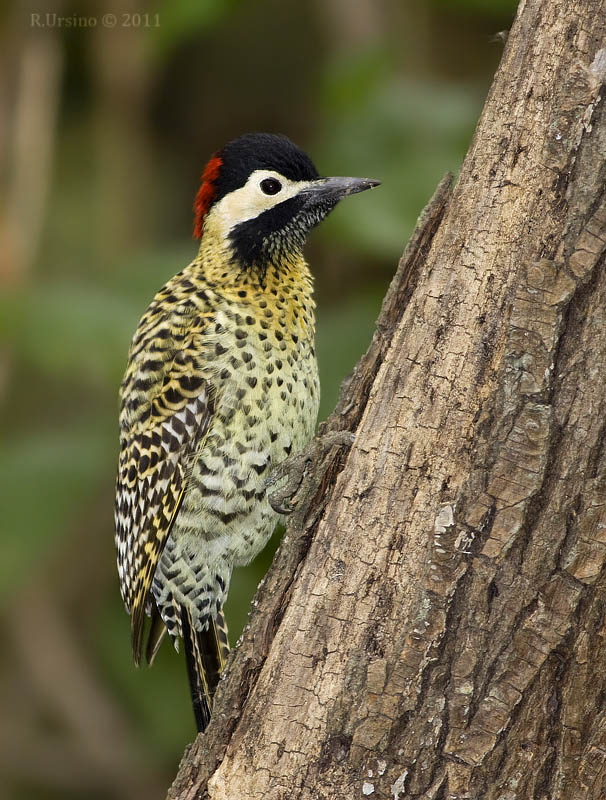AVES NUESTRAS: CARPINTERO REAL