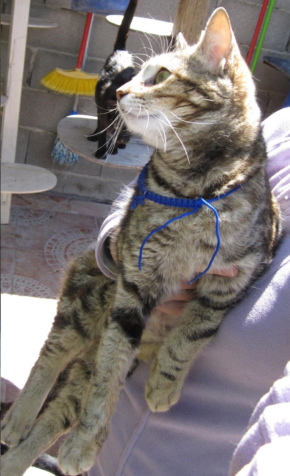 Segunda Oportunidad - Prodean Gatos La Linea.: Katy, la gatita que ...