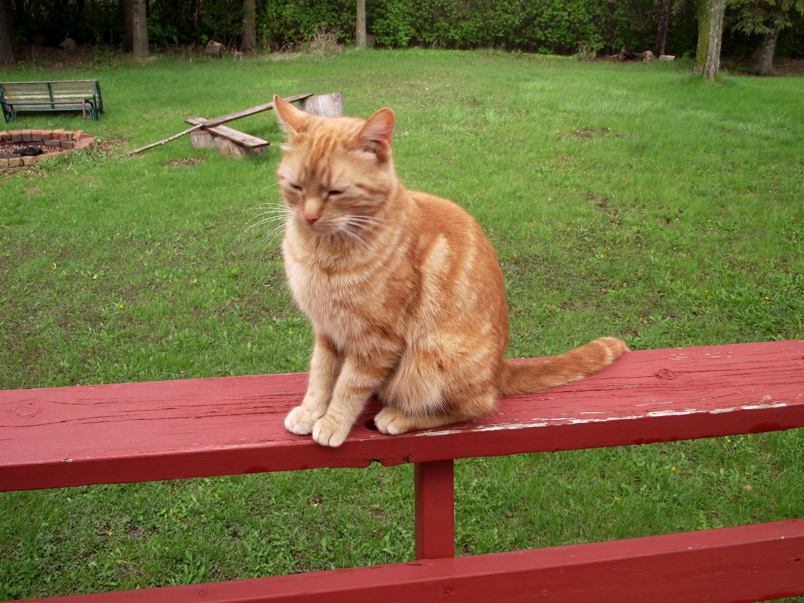 Feline Rescue Cat Tales: Kitter and Babies Safe in Foster