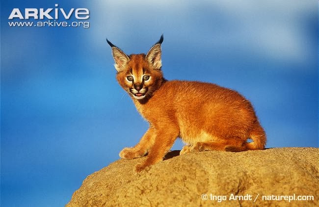 Zöld vadon: Karakál