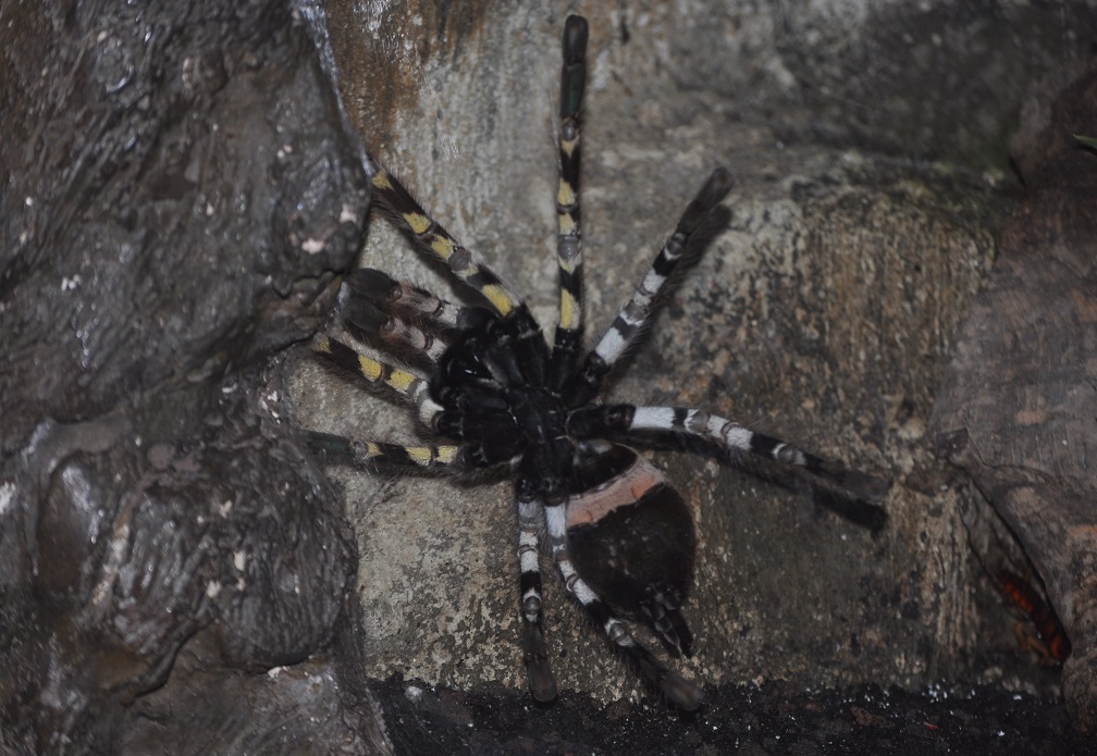 ZOOTOGRAFIANDO (6.096 ANIMALS): TARÁNTULA ARBORÍCOLA INDIA / INDIAN ...