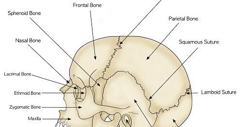 Anatomy of the Human Head - Bones, Brain, Sensory Organs