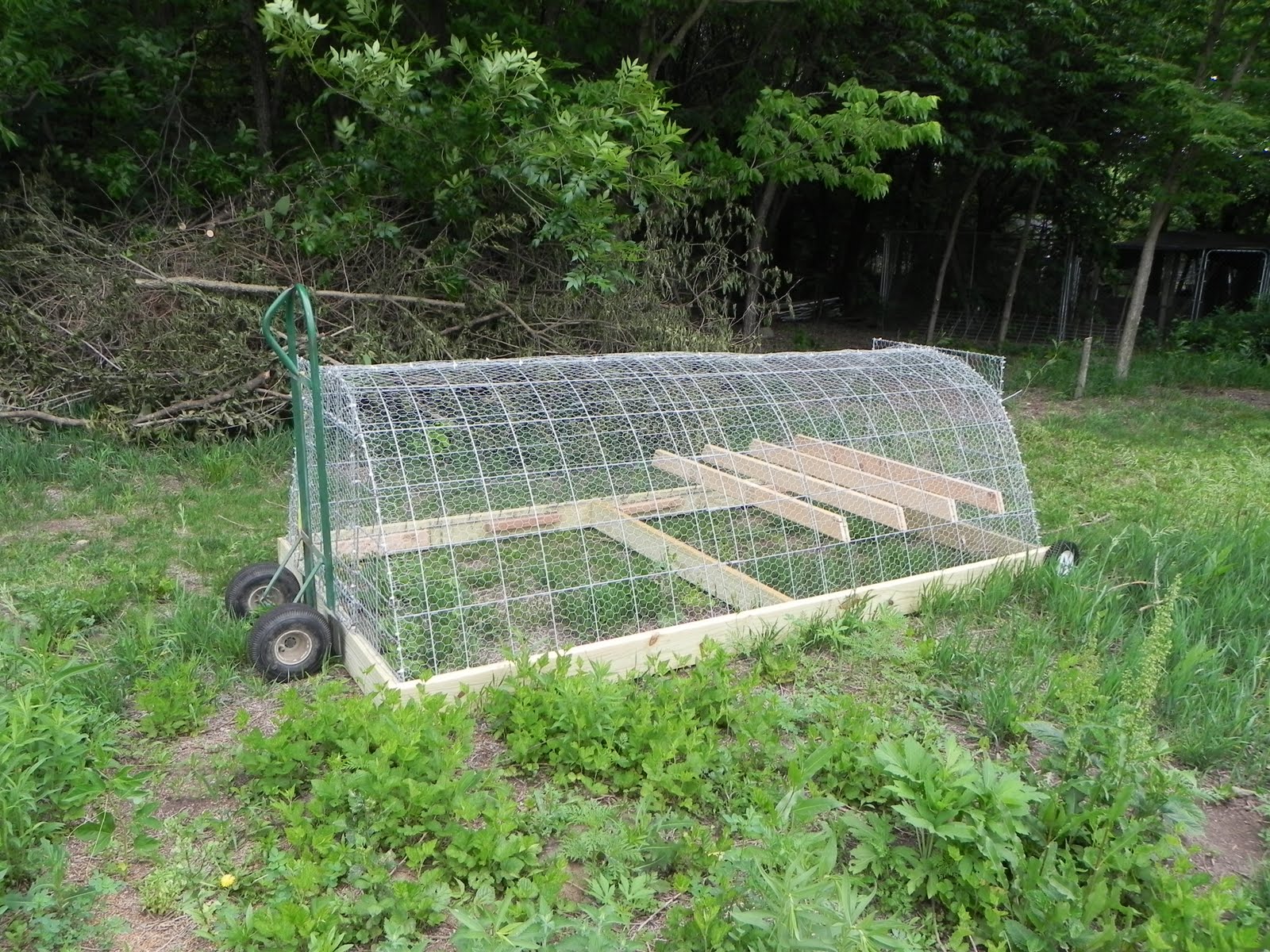 Curious Naturalist: The Chicken Tractor