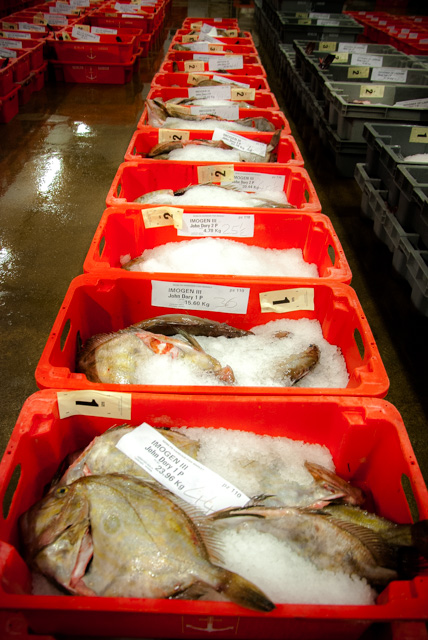 Through the Gaps! - Newlyn Fishing News: Final day of Fish Week and # ...