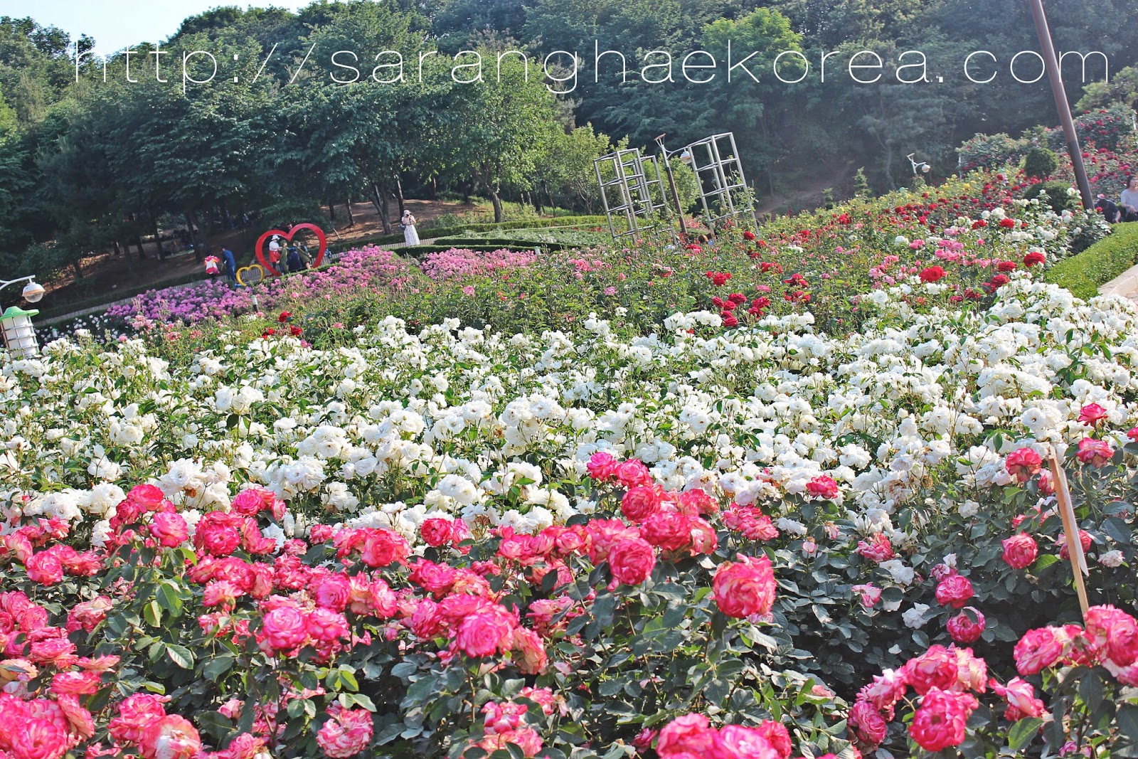 The Romantic Million-Rose Garden in Bucheon (백만송이장미원)