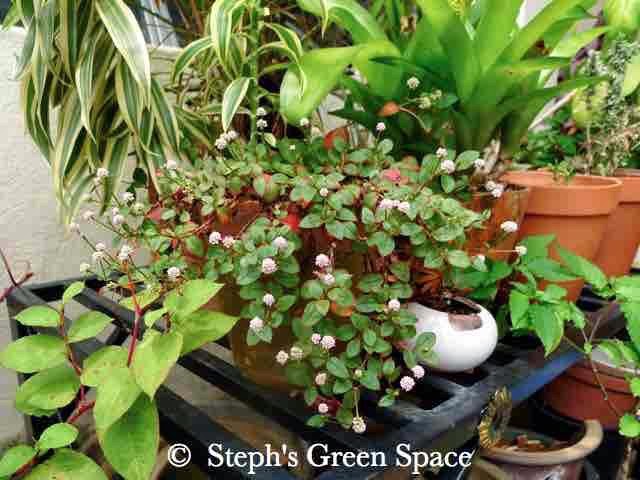 Close-up view of the pink pinheads... interesting?