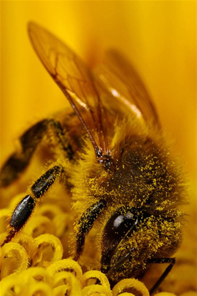 Bee Cute Wallpapers 4