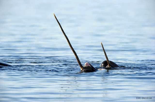 Horn fish Narwhals: Narwhals