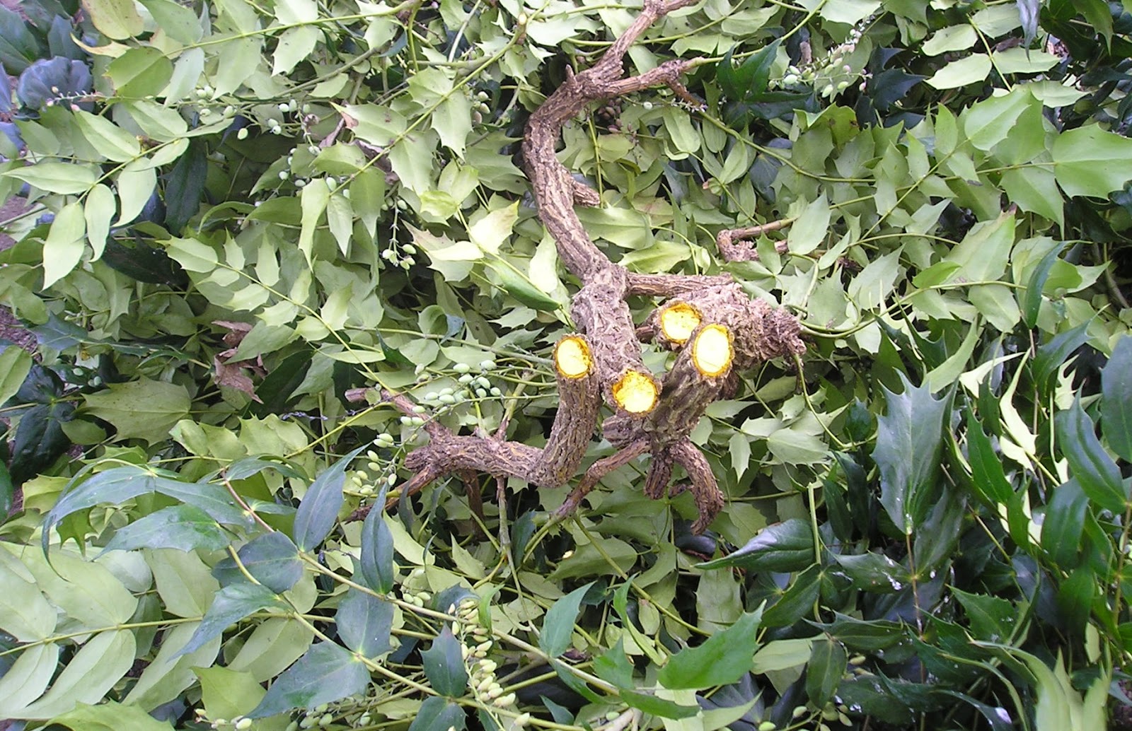 Pruning Mahonia
