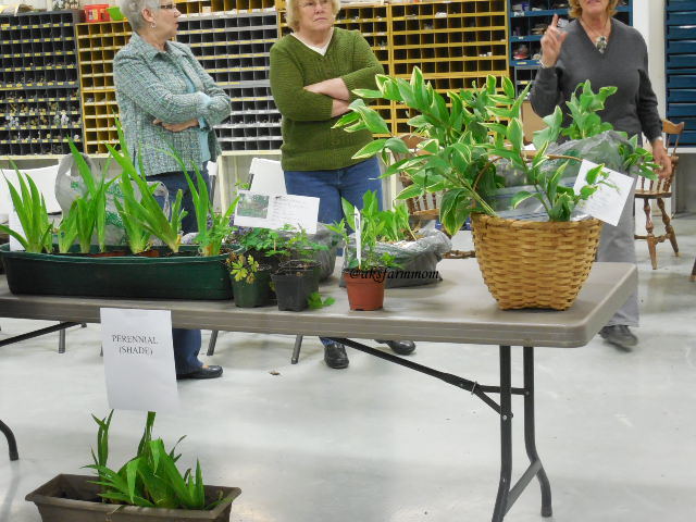 Tales of a Kansas Farm Mom: Plant Exchange Selections