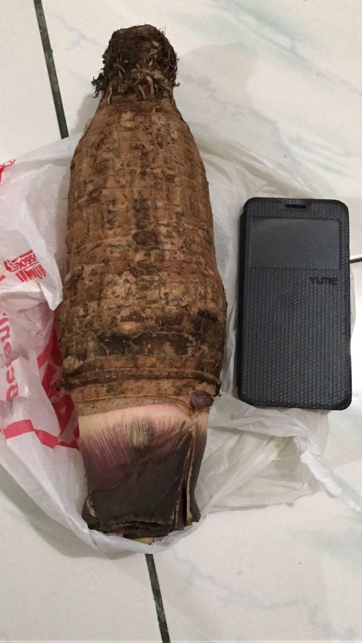 SANMIN GLOBE PTE LTD: MANFAAT TALAS UNGU