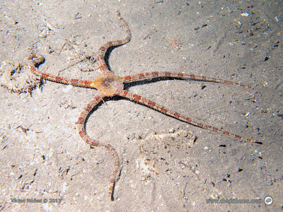 Check the Sea. Web de buceo y fotografía submarina de las Islas ...