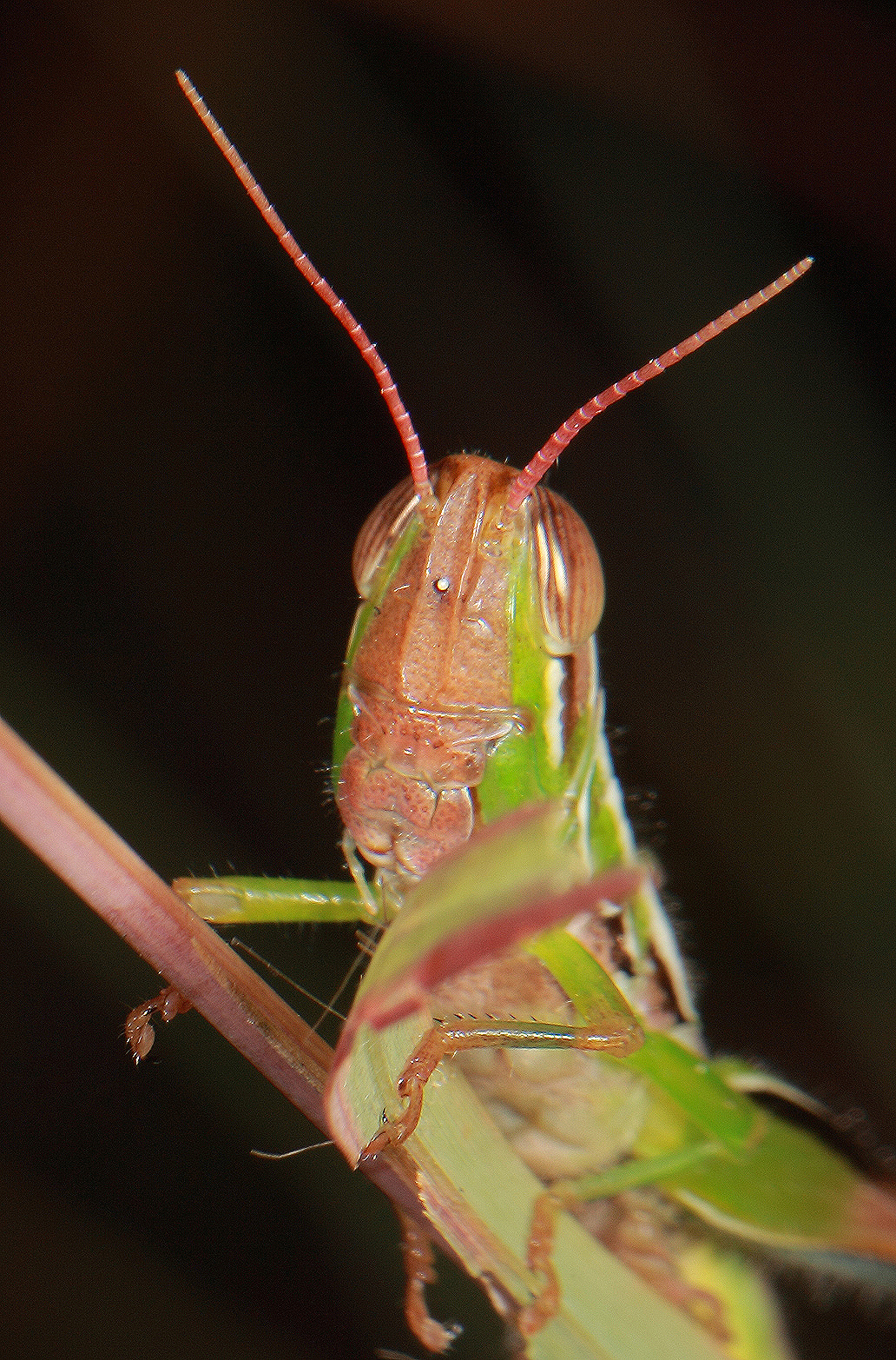 BunyipCo: April 2013