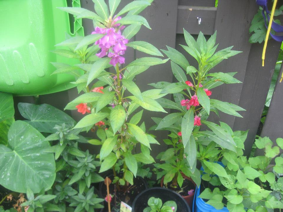 Live, Love, Climb!: Impatiens Balsamina (Rose Balsam) VS. Himalayan Balsam