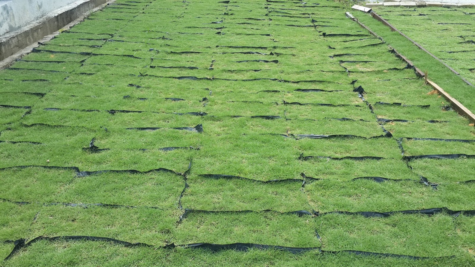 JUALAN RUMPUT DAN LANDSCAPING : Jualan rumput