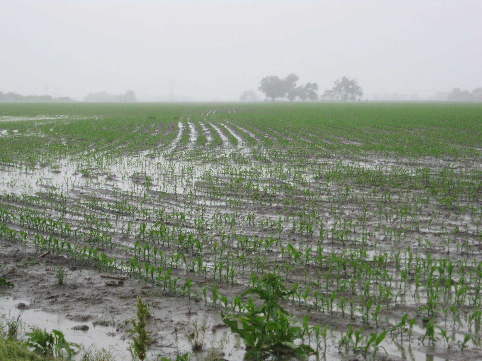 Observations in Agriculture: Photo sums up crop condition