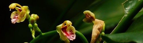 馬來西亞熱帶雨林: 草本 A