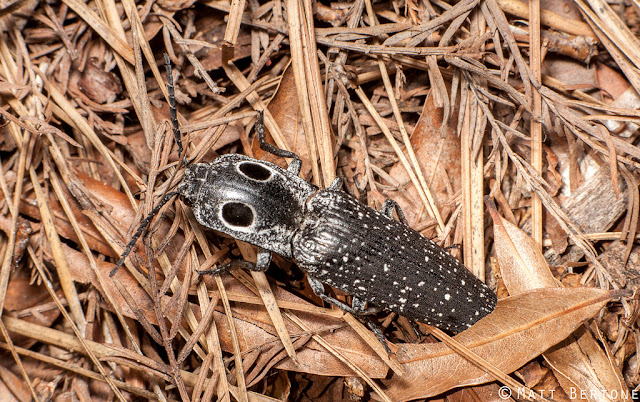 NCSU PDIC: LBJs (Little Brown Jobbies): Beetle Edition