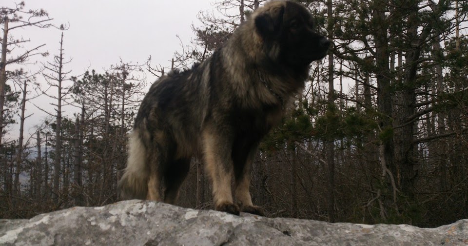 Jena's Karst Shepherd Puppies