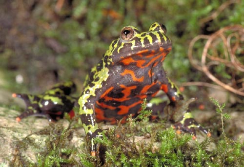 Fire-Bellied Toad | Wildlife | The Wildlife