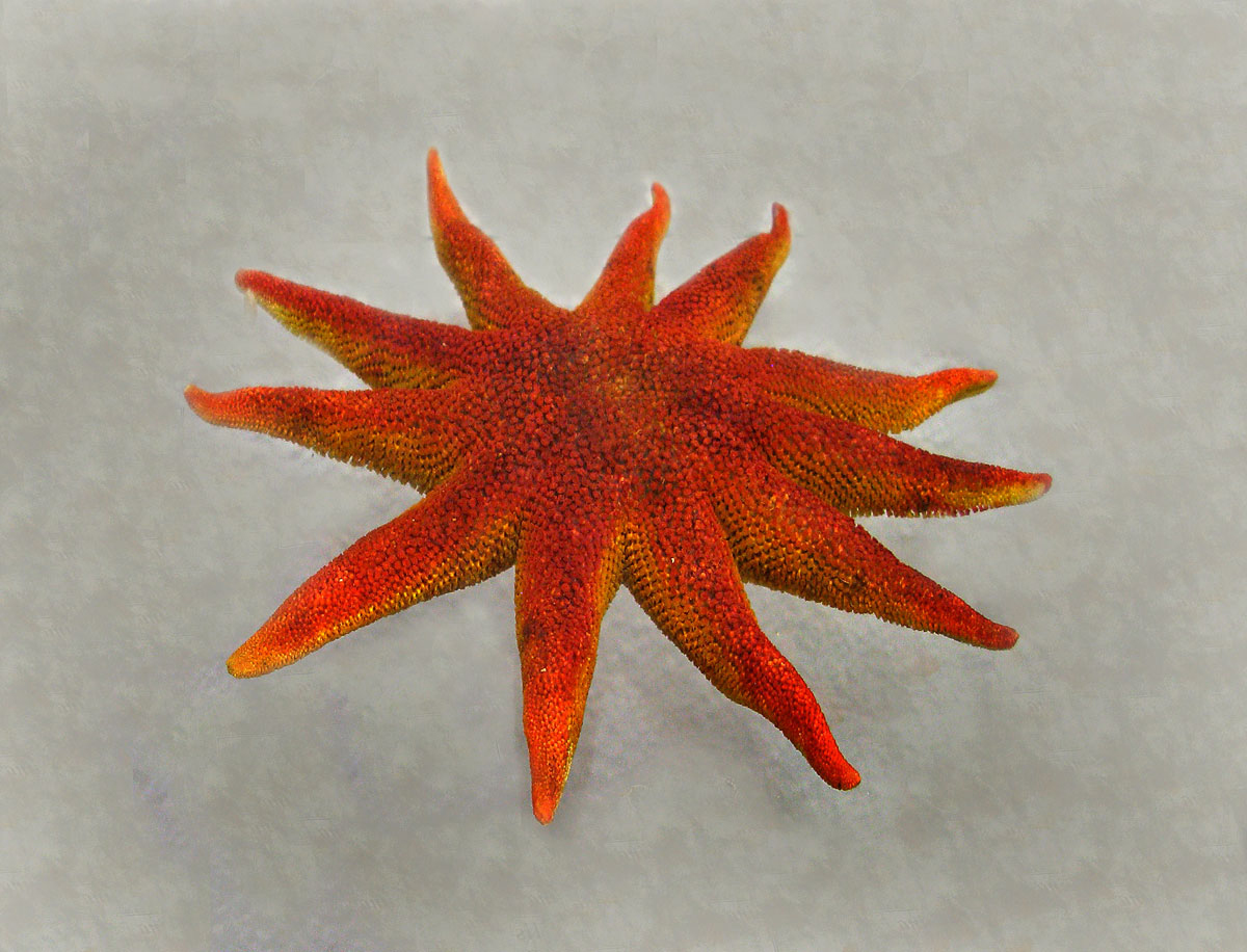 La Faunia de Helena: El Mundo Acuático