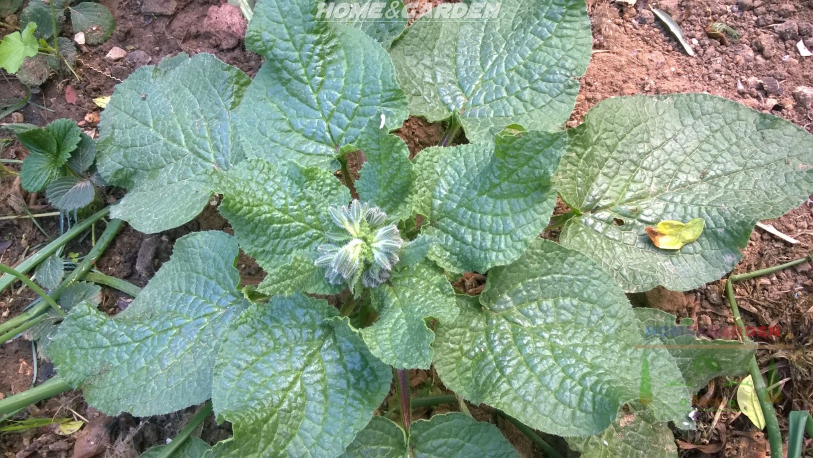 How to Grow Borage