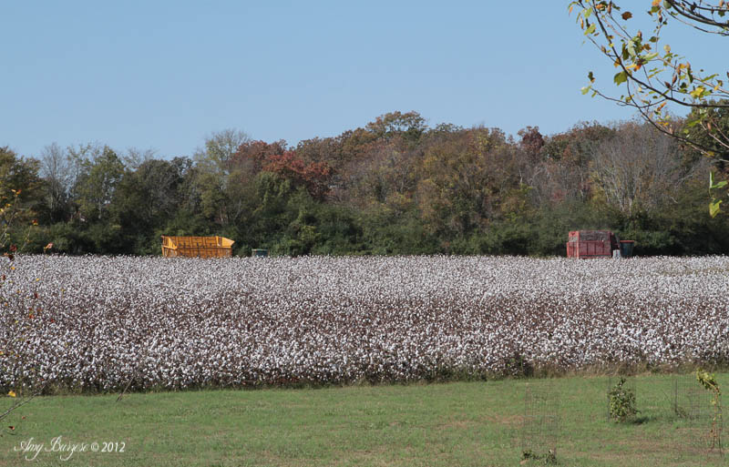 Rose Street Reflections: Cotton picking