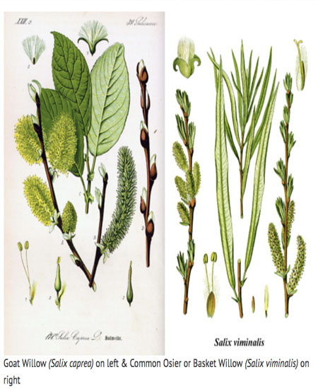 WILLOWWEAVERS TASMANIA: Willow And Permaculture