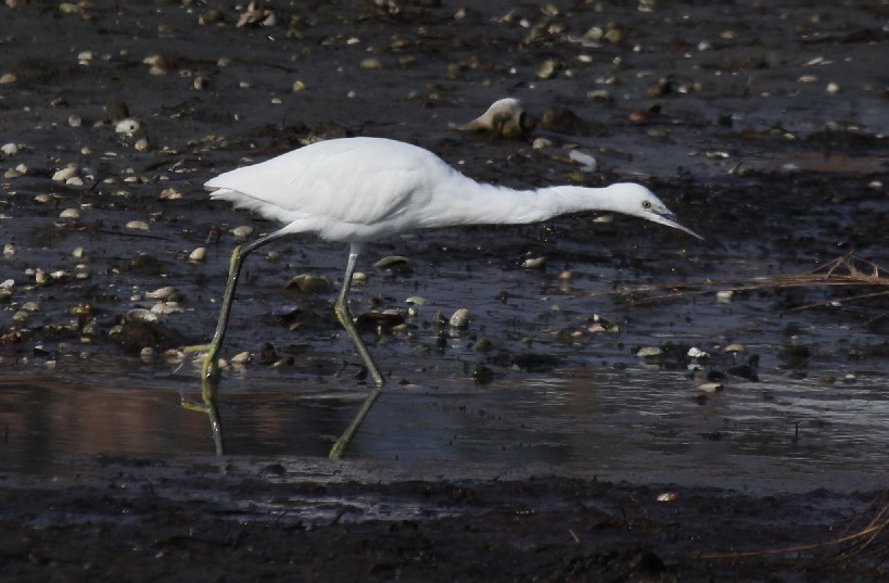 New England Coastal Birds: "Three Days of Winter Seabirding on Cape Cod ...
