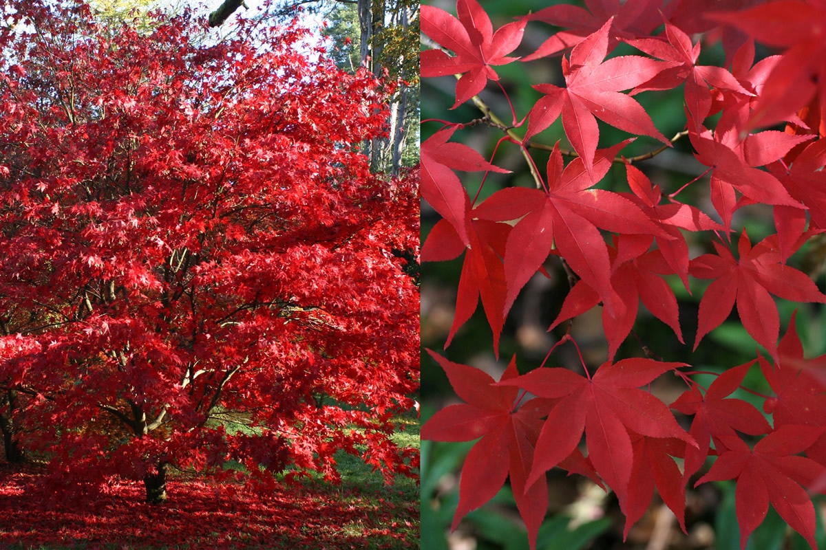 Plantas e Decoração em Jundiaí e Região: acer palmatum
