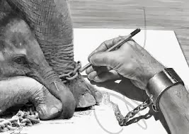 Elefantes encadenados ~ Gente de Recursos