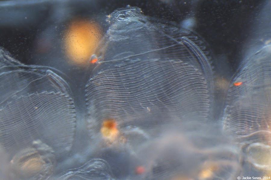 The Natural History of Bodega Head: "Fire bodies"