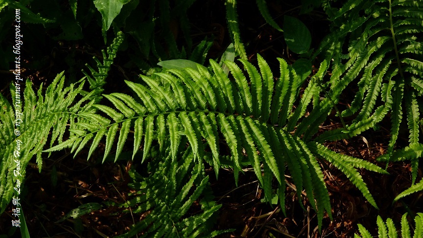馬來西亞熱帶雨林: Thelypteris 沼澤蕨屬