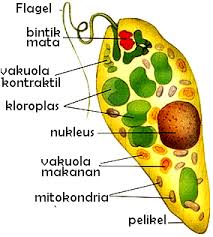 Materi Pelajaran SMA: Protista Lengkap : Pengertian, Ciri-ciri ...