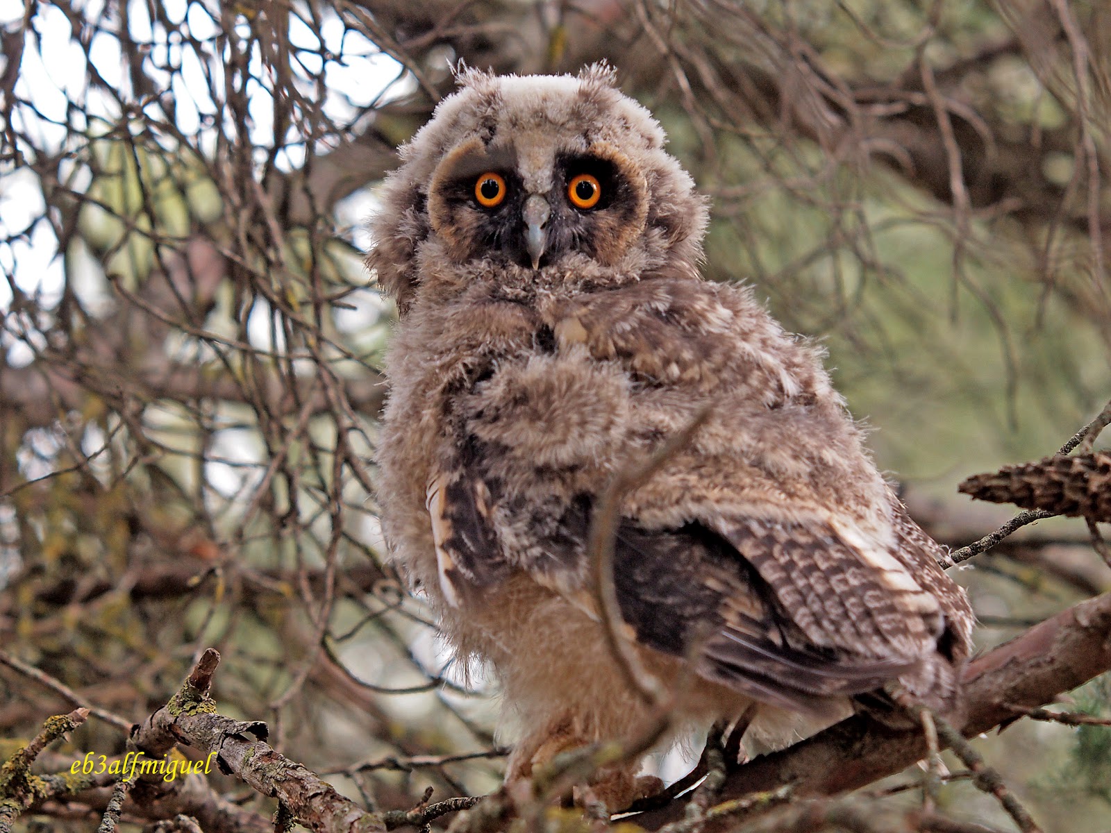 Miguel fotografia: MIS AMIGOS LOS BUHITOS
