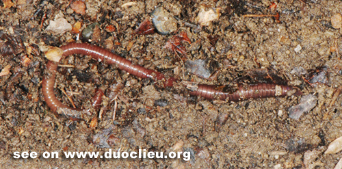 Earthworm (Dilong)-Pheretima aspergillum (Perrier)